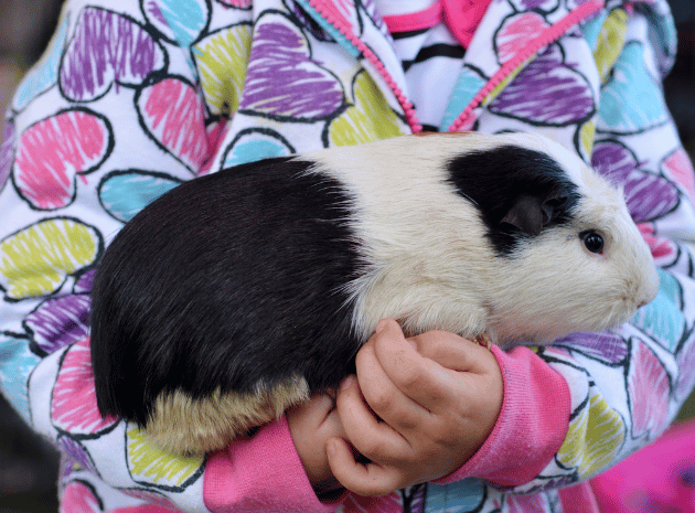Pets in school – Does your setting need an animal? | Learning and ...