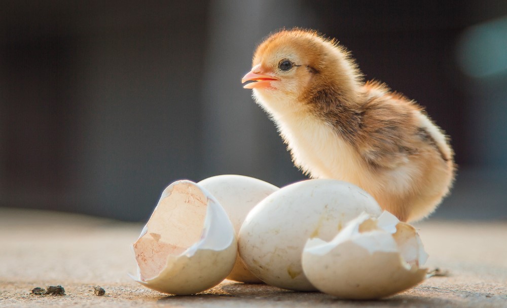 Discover how your Children can Learn with Incredible Eggs | Product ...